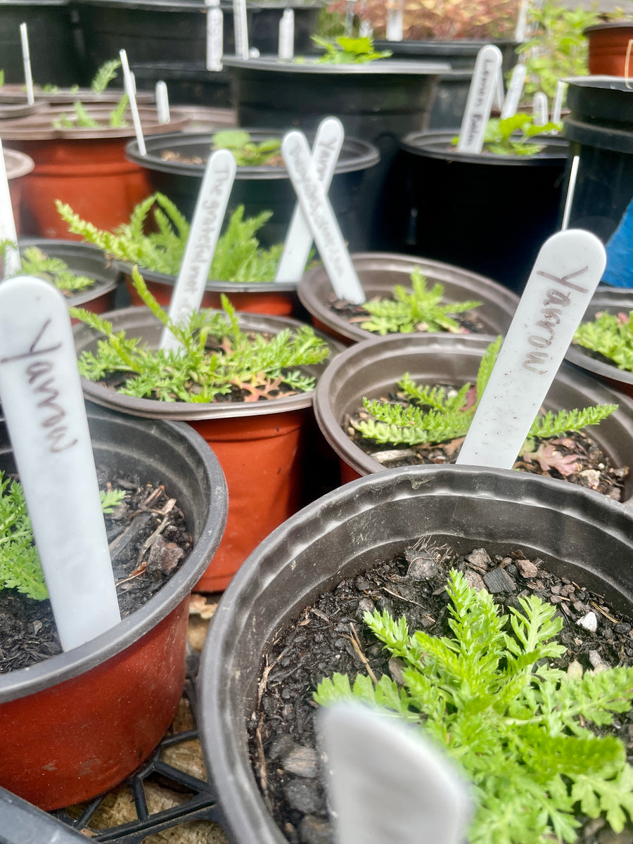Yarrow, Organically Grown, Potted Plant – The Grateful Root Farm ...
