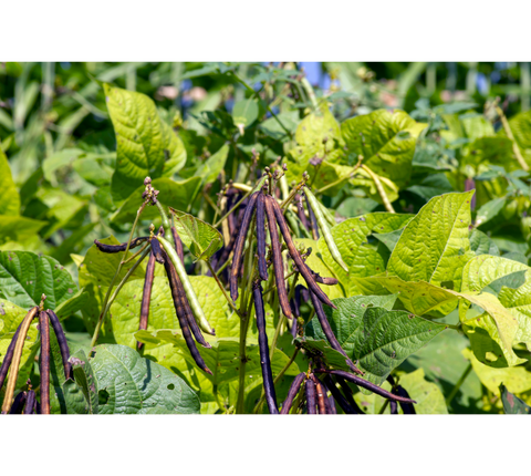 Products – The Grateful Root Farm & Market, LLC