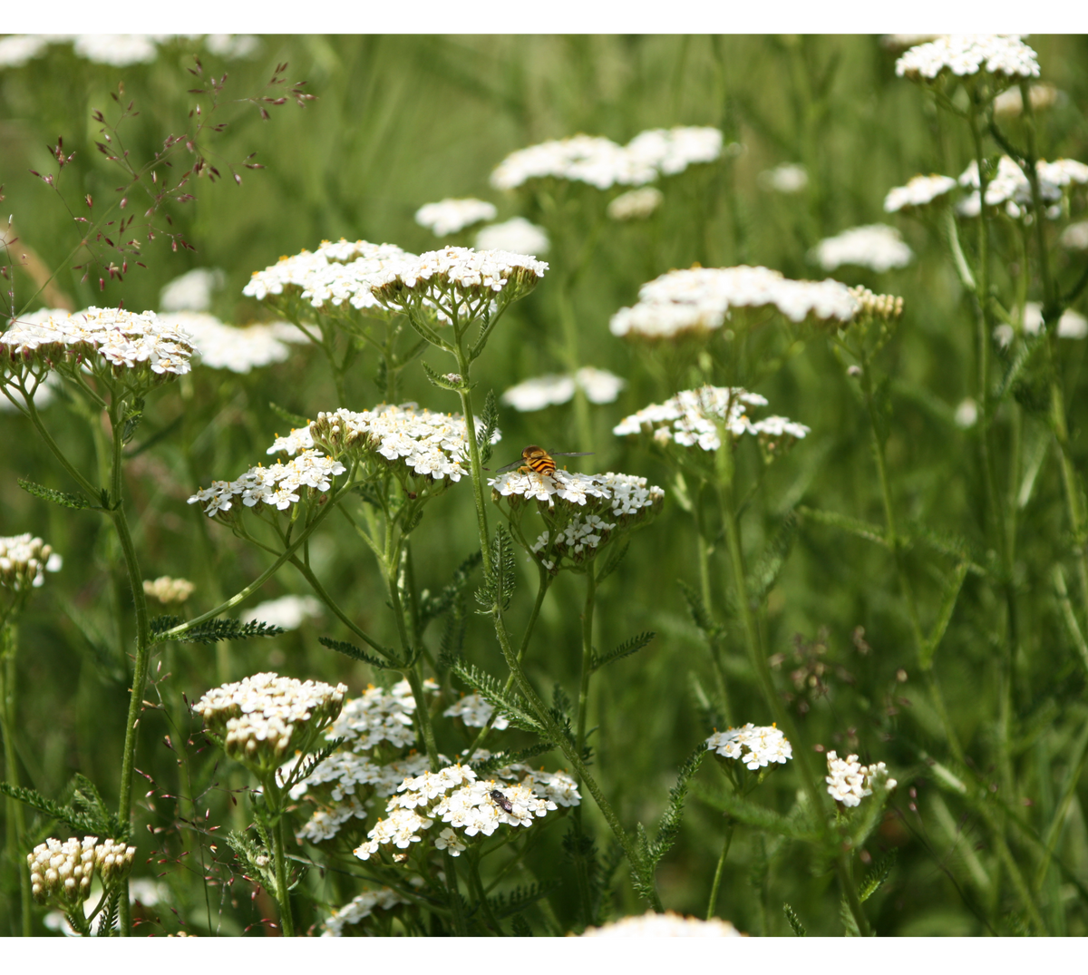 Yarrow, Organically Grown, Potted Plant – The Grateful Root Farm ...