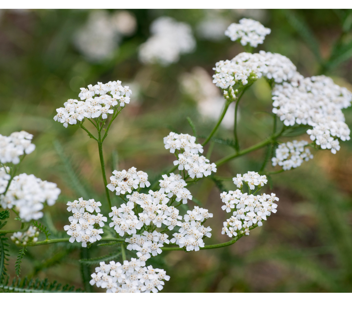 Yarrow, Organically Grown, Potted Plant – The Grateful Root Farm ...